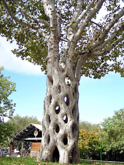 Interesting 'n ' Amazing: 10 Interesting Tree Pictures