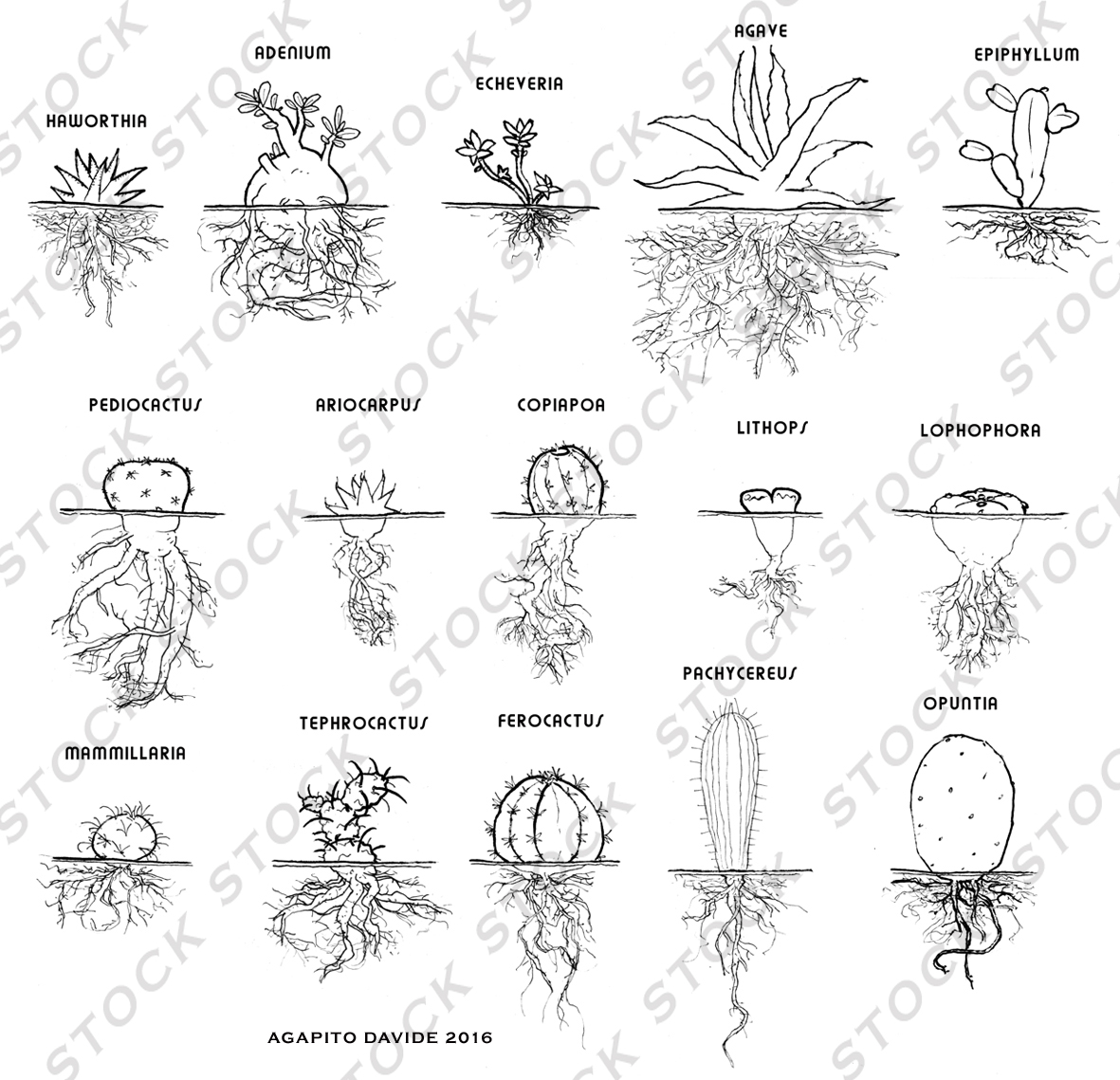 Cactus Guide Projectus: The Book