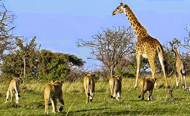 imagenes de animales con sus crias