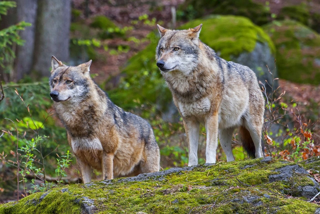 spagosmail: Vukovi ponovo krstare šumama Njemačke