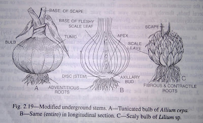 Stem: modification of stem, functions, types of modified underground ...