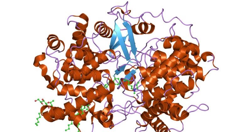 Punnett's Square: Discovered Mutation Influences Genetic Hair Loss