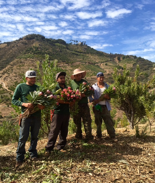 A Passion for Flowers: Video Shoot: Behind the Scenes with California ...