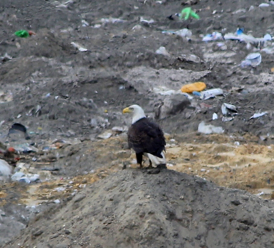Parker's Barkers: Trash Birds