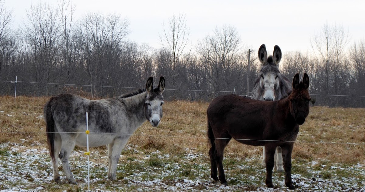 The Dancing Donkey: The Stare