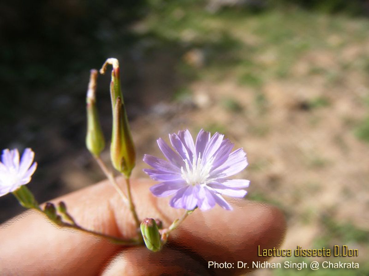 Medicinal Plants: Lactuca dissecta