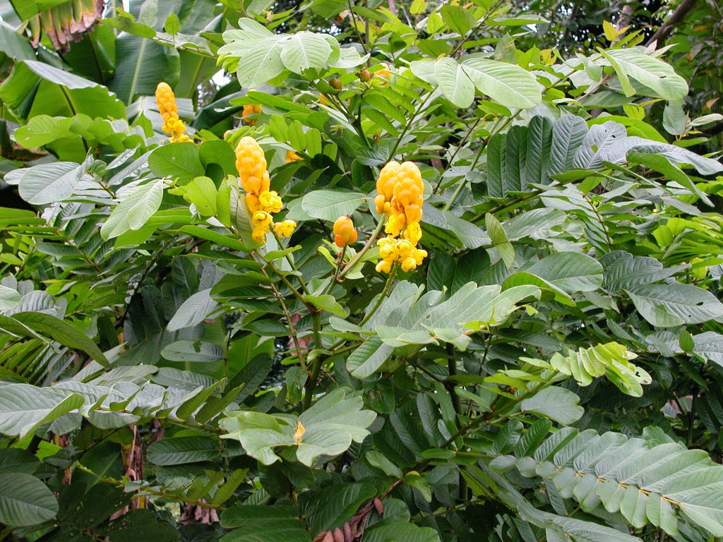 PLANTAS MEDICINALES DE PANAMA: Senna reticulata (Willd.) H. S. Irwin ...
