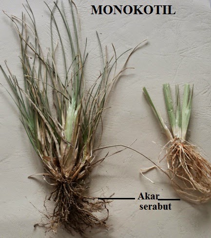 Rahmayani Rangkuti: Contoh Tanaman Dikotil dan Monokotil