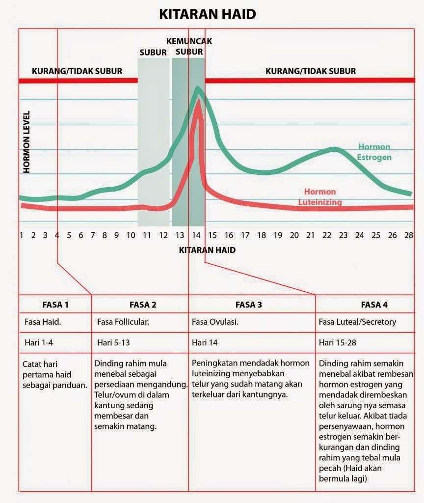 Cara Pengiraan Waktu Subur Wanita Dengan Tepat