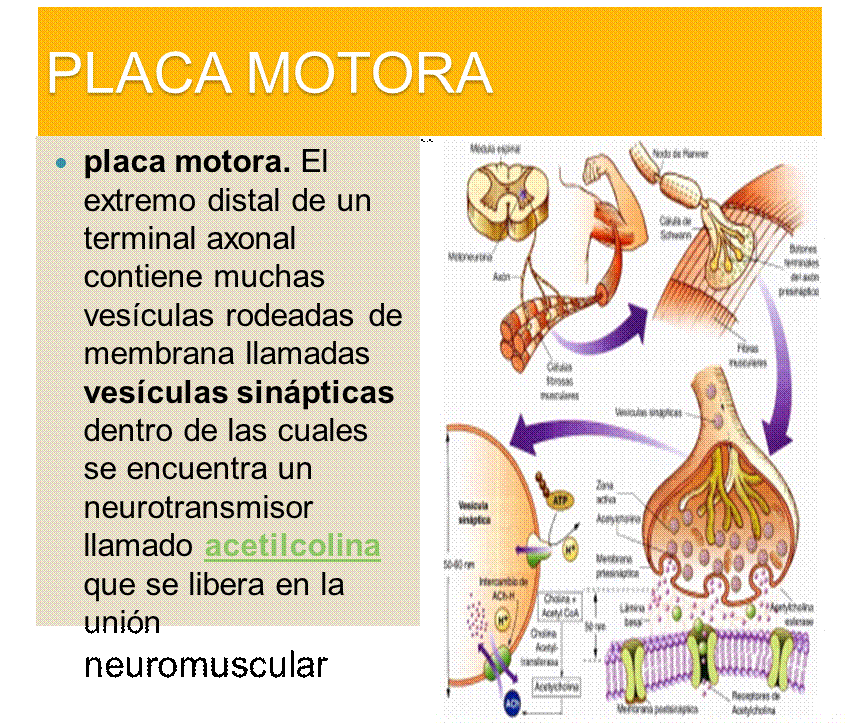 "FISIOLOGIA DEL SISTEMA NERVIOSO Y SISTEMA NERVIOSO PERIFÉRICO": PLACA ...