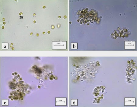 Meteorology and Oceanography: Research update: Isochrysis galbana