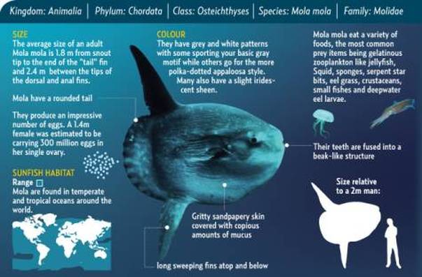 Virginia Tech Ichthyology Class : Rise of the Mola mola, by Coly Cancino
