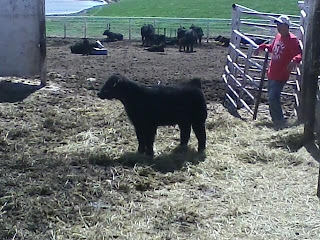 Lautner Farms: Tyson x Monopoly Bull Calf - Steve Tjaden