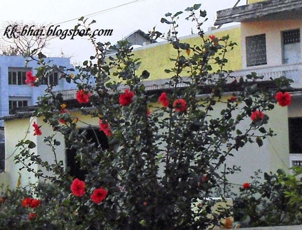 'Puja' Flowers and other things used in 'puja' (Hindu Worship).: अड़हुल ...