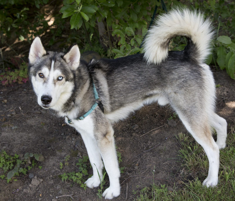 Shelter Dogs of Portland: "PRINCE JACK" Husky anyone?