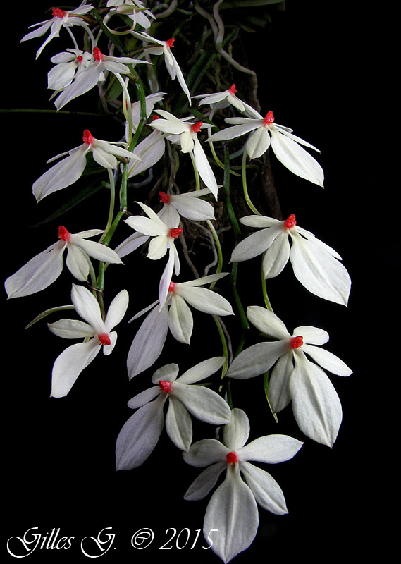 Les orchidées Angraecoid (Angraecinae): Aerangis luteoalba var ...