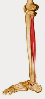 TENDINITE DOS FIBULARES