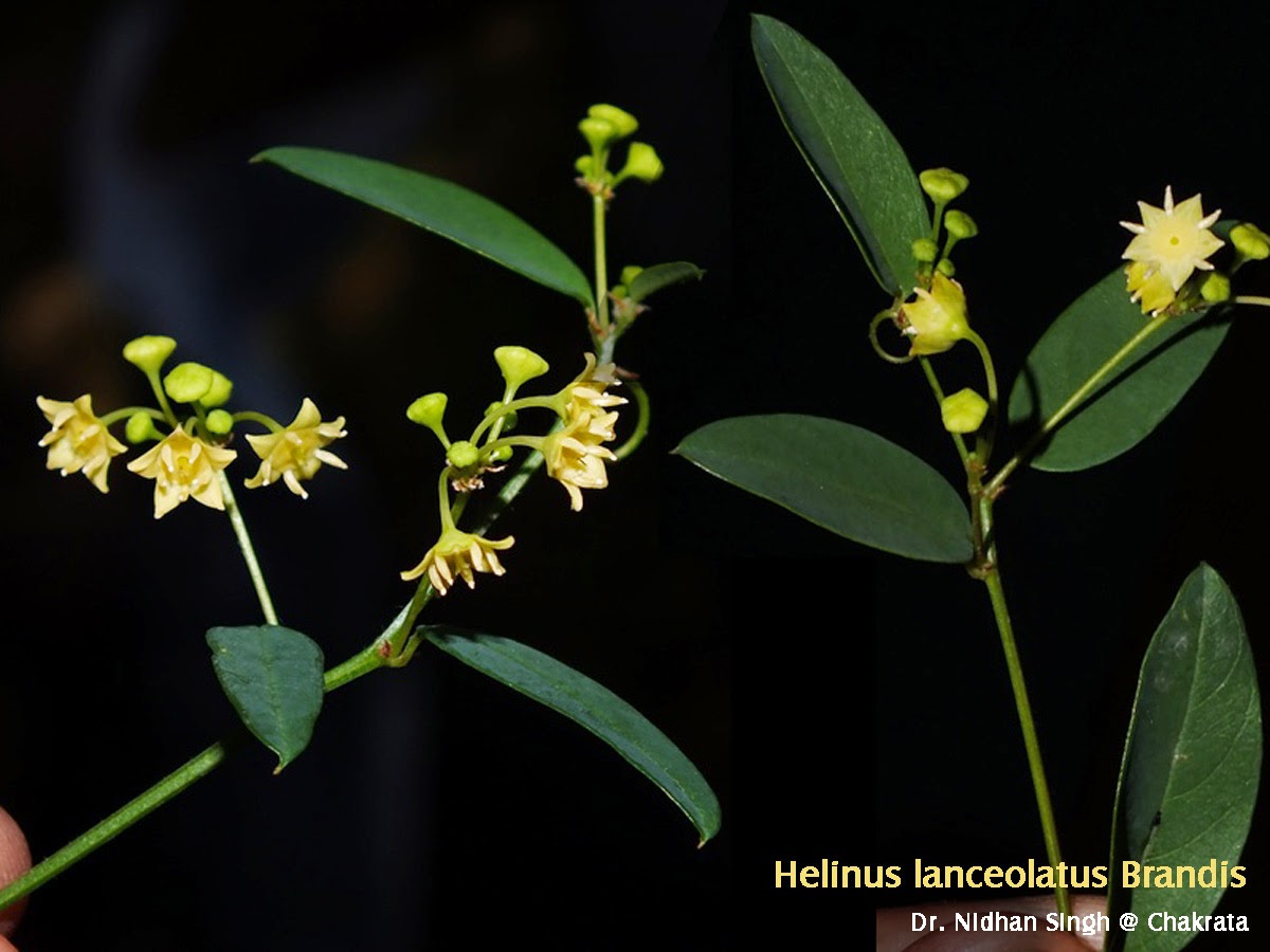 Medicinal Plants: Helinus lanceolatus