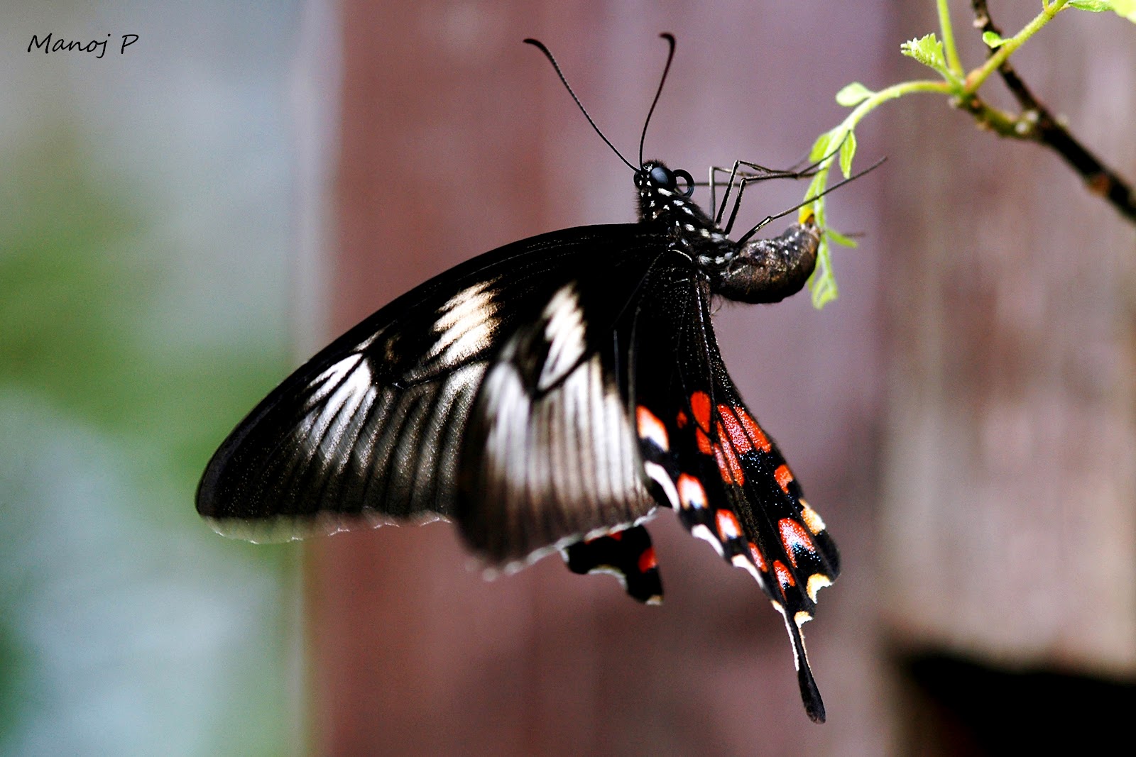 My Butterfly Garden: Common Mormon