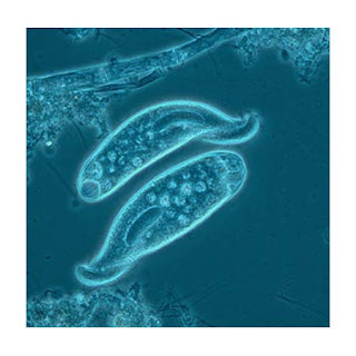PHYLUM PROTOZOA