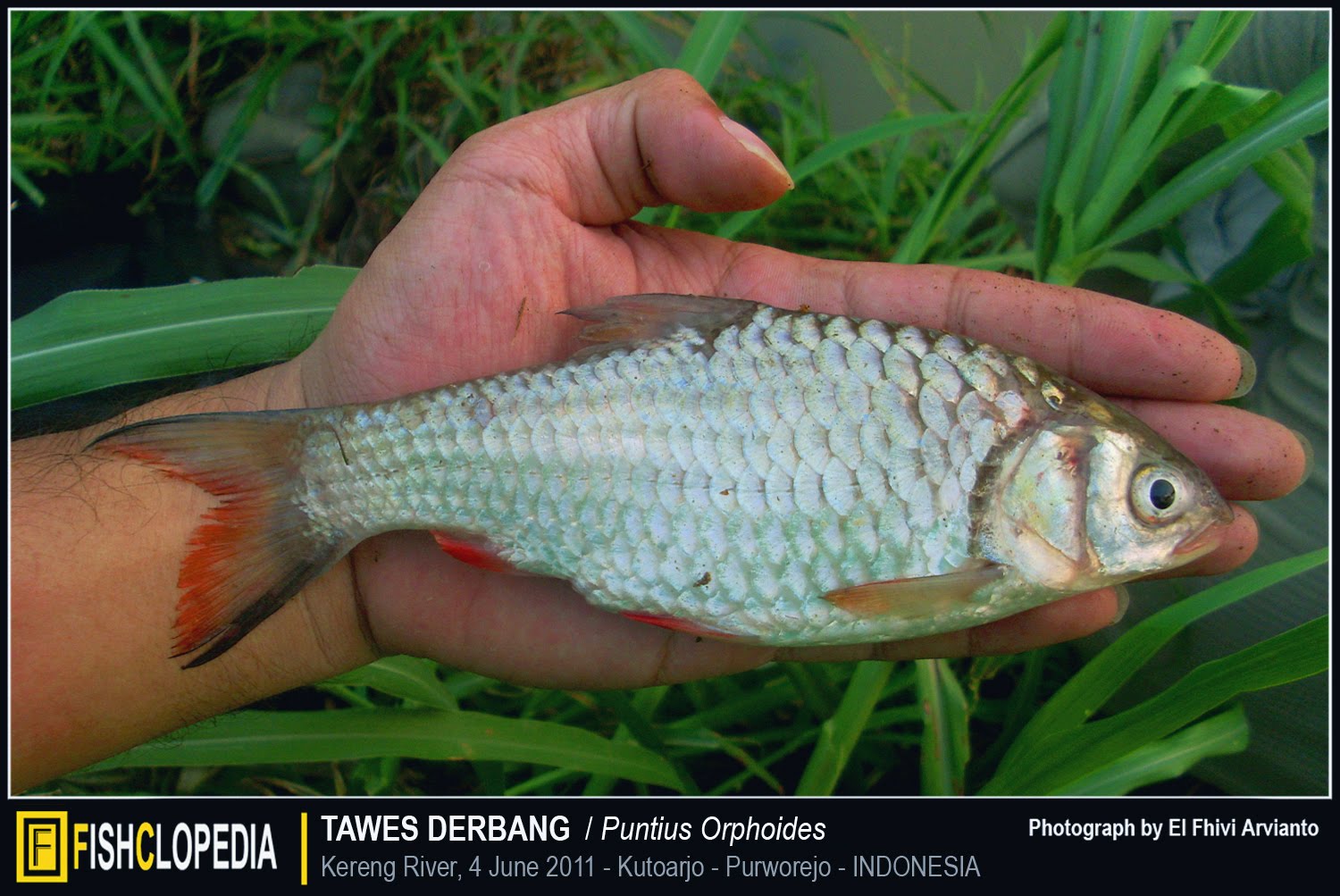 CATATAN SEORANG PENJELAJAH SUNGAI: FISHCLOPEDIA : Ikan Endemik Sungai ...