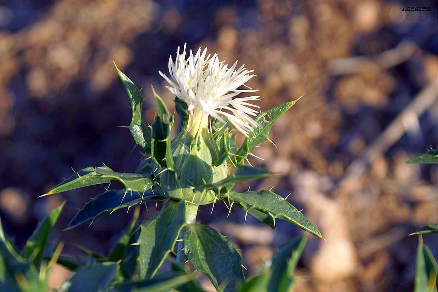 Las flores silvestres de Hormaza: Carthamus tinctorius