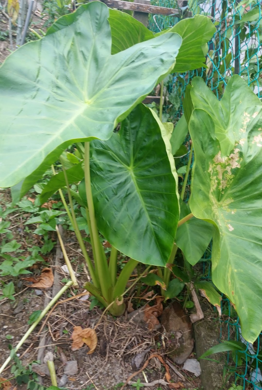 Warisan Petani: Sulur Keladi 1