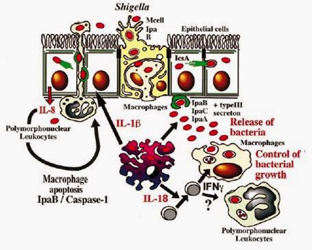 Bakteri Shigella dysenteriae Penyebab Penyakit Disentri - Biologi ...