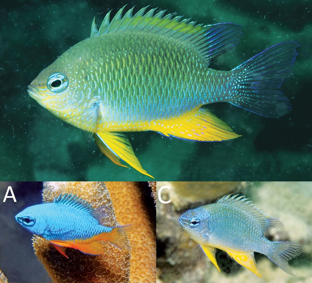Species New to Science: [Ichthyology • 2017] Chrysiptera burtjonesi • A ...