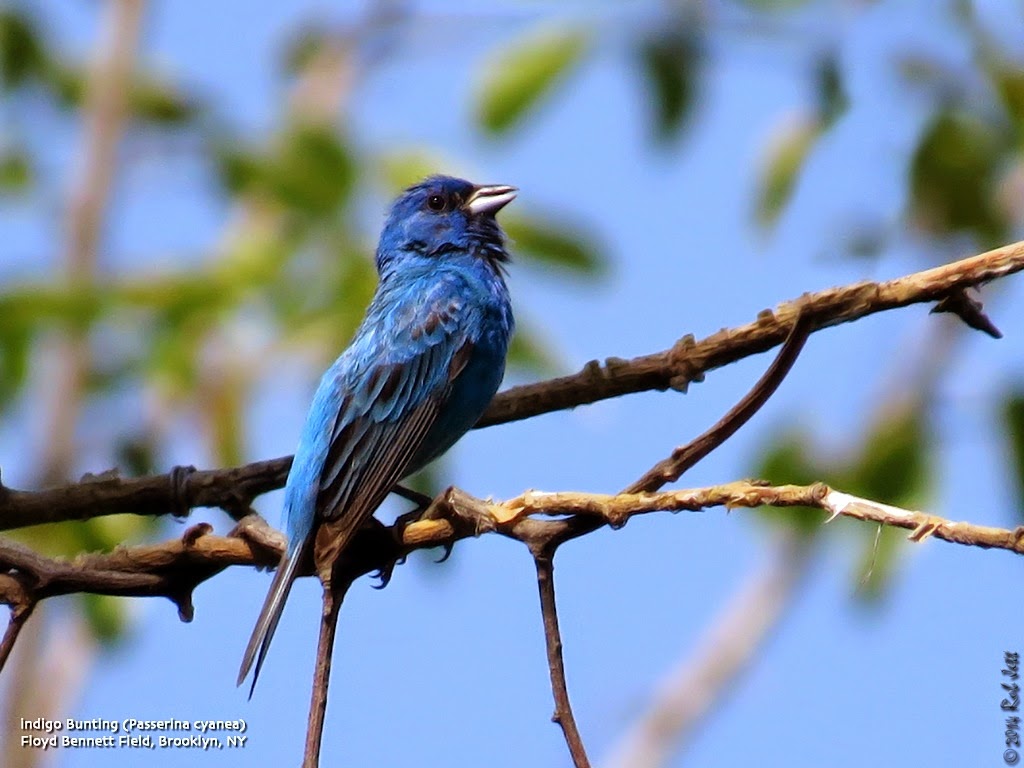 The City Birder: 08/01/2014 - 09/01/2014