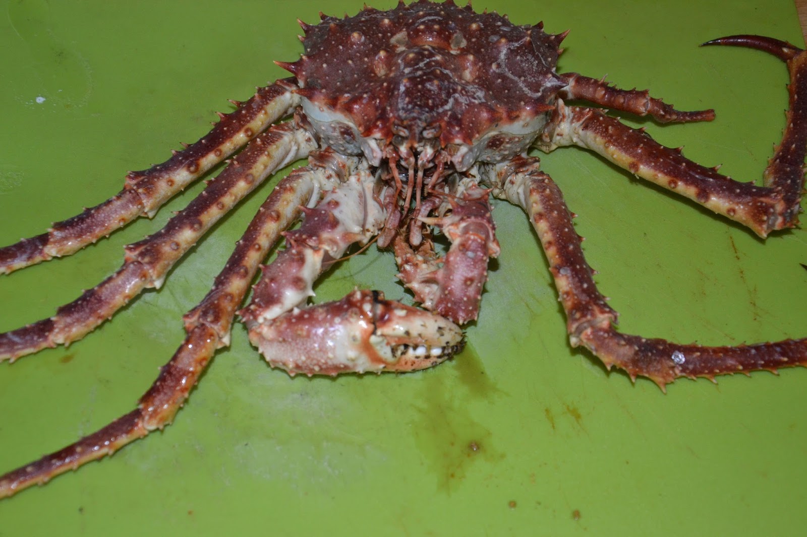 Oppdag Fisk!: Trollkrabbe/Northern Stone Crab/Lithodes Maja (Saltvann)