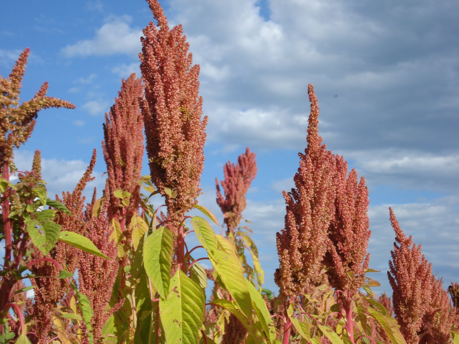 Amaranto - Benefícios para a saúde e para a boa-forma
