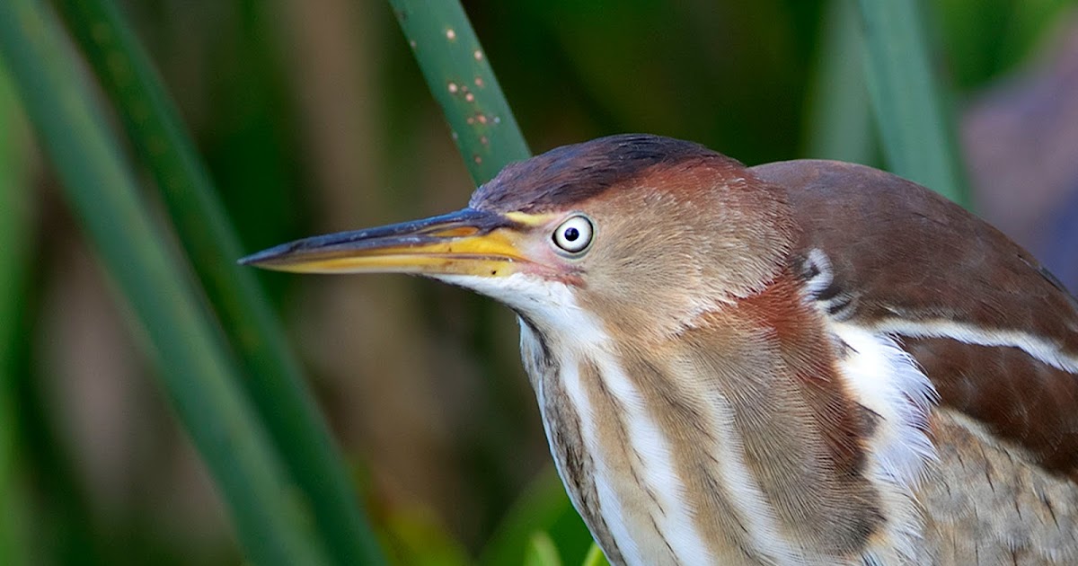 Ann Brokelman Photography: Least Bittern in Green Cay Florida
