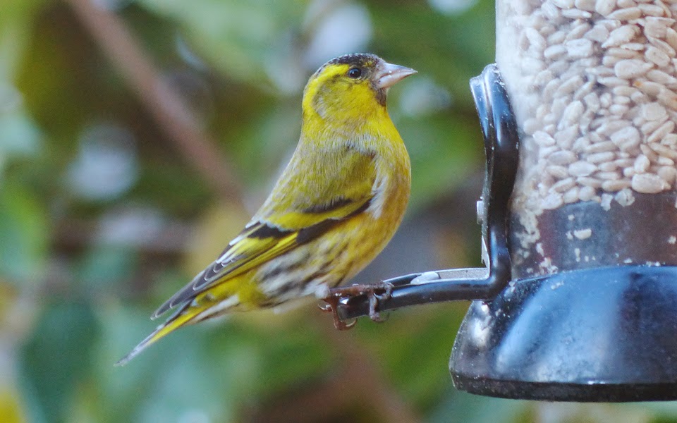 Feathers Birding Blog: Signs of Spring