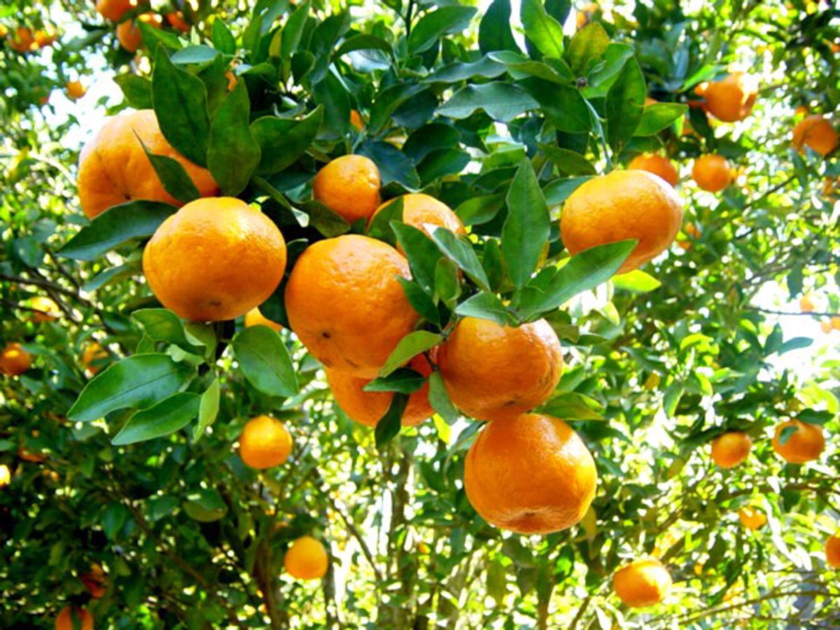 Blog Olhos de Tigre: Bergamota