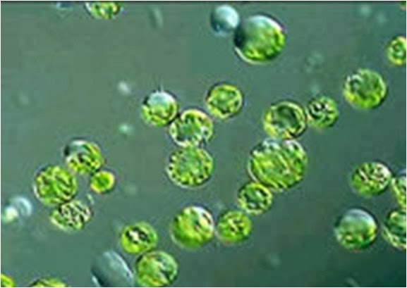 Protoplasto y membrana plasmática | Apuntes de Fisiología Vegetal