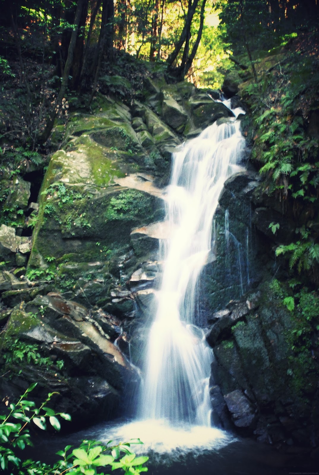 World Heritage Kasugayama Primeval Forest - Vincy Life In Nara