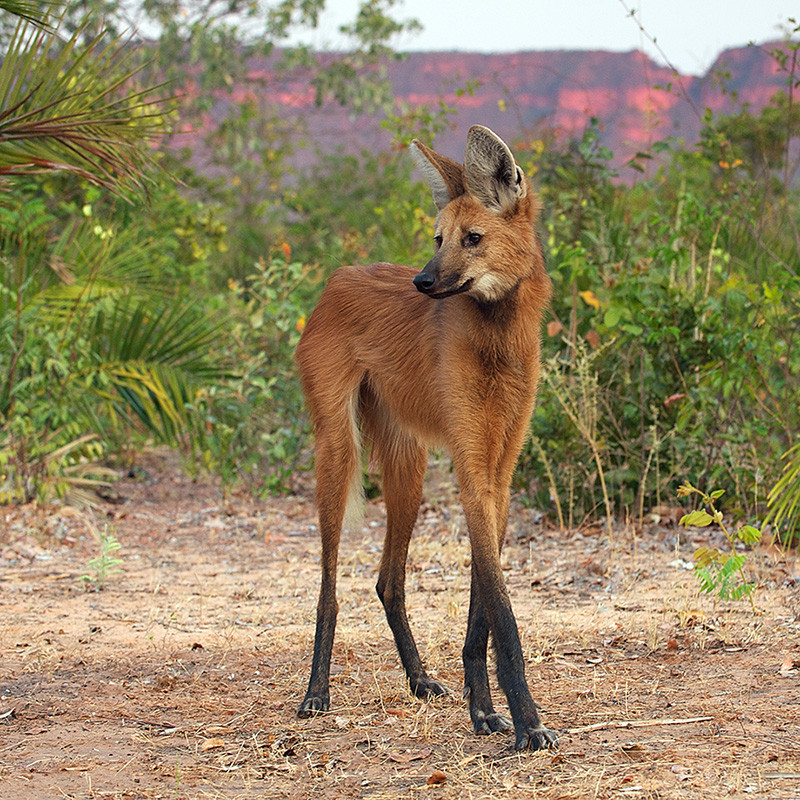 URUGUAY Y SUS CURIOSIDADES--URUGUAY AND ITS CURIOSITIES: Maned Wolf in ...