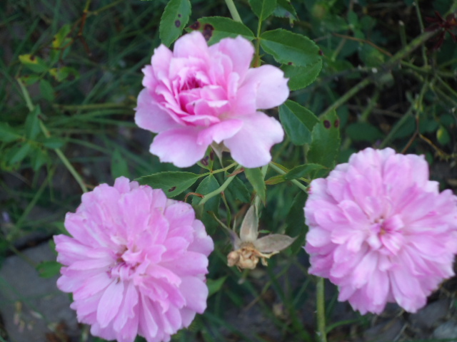 Cracker Rose Acre - Fort White - Florida: CRACKER ROSE ACRES fall ...