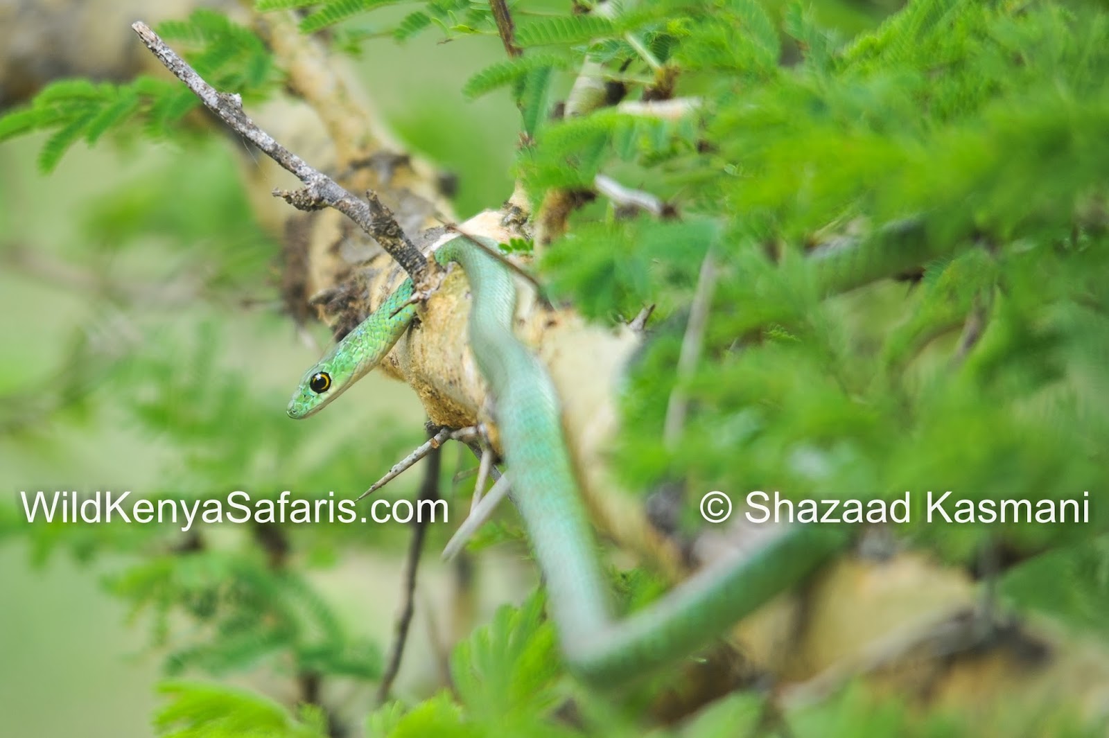 WILD KENYA SAFARIS - Kenya Safaris, Diani Beach Safaris, Mombasa ...