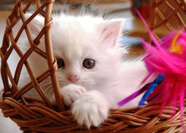 Cute toy and Kitty DPs | Awesome dp