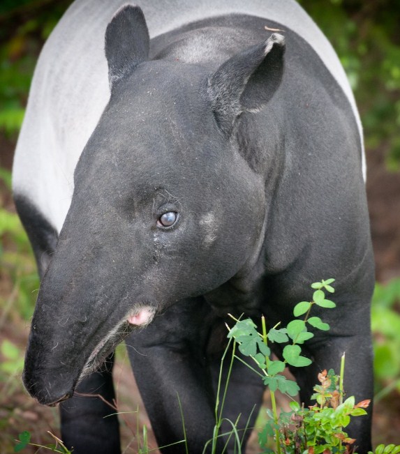 Tapir Asia, Hewan yang Dilindungi