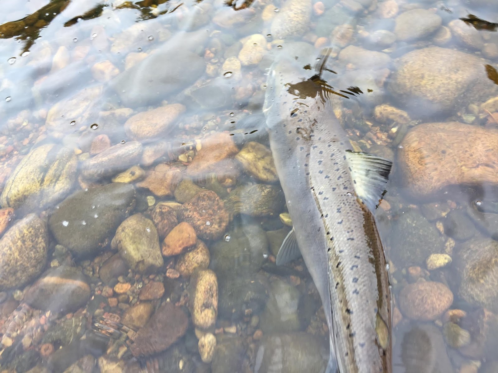 Dee & Don Salmon Fishing: 11lb Salmon From Commonty