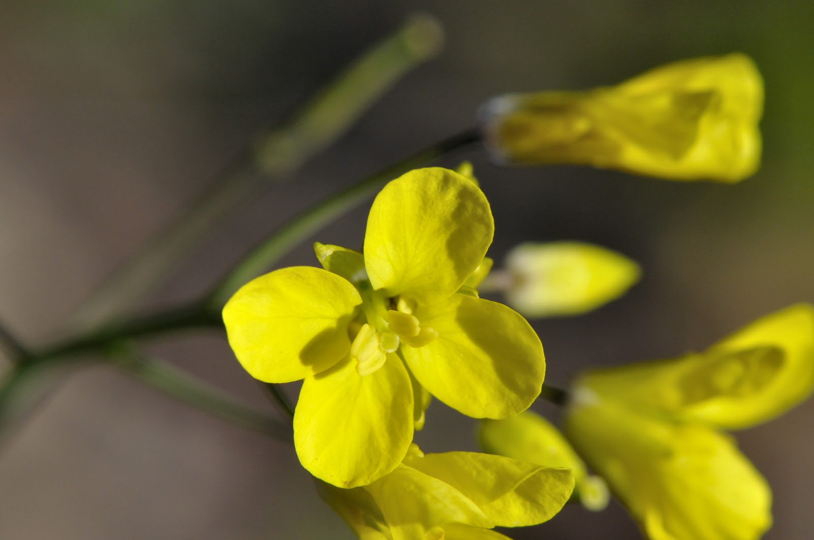 Desde Alájar: Jaramago