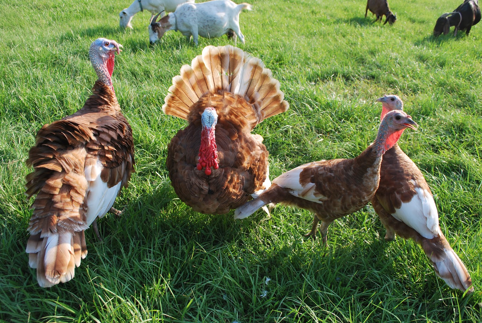 HighTail Farms: Tractor Turkeys
