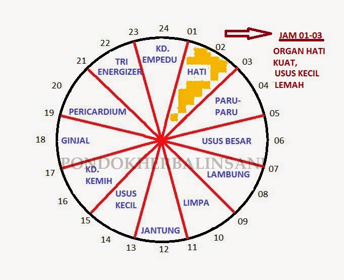 Jam Piket Organ Tubuh ~ TERAPI PEMURNIAN DIRI