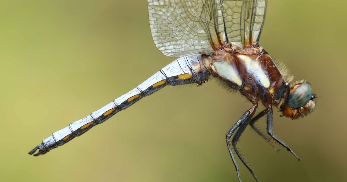 Dragonflies and damselflies of Vietnam: Orthetrum internum headaches