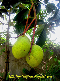 Galeri flora: Machang / Bacang ( Mangifera foetida )