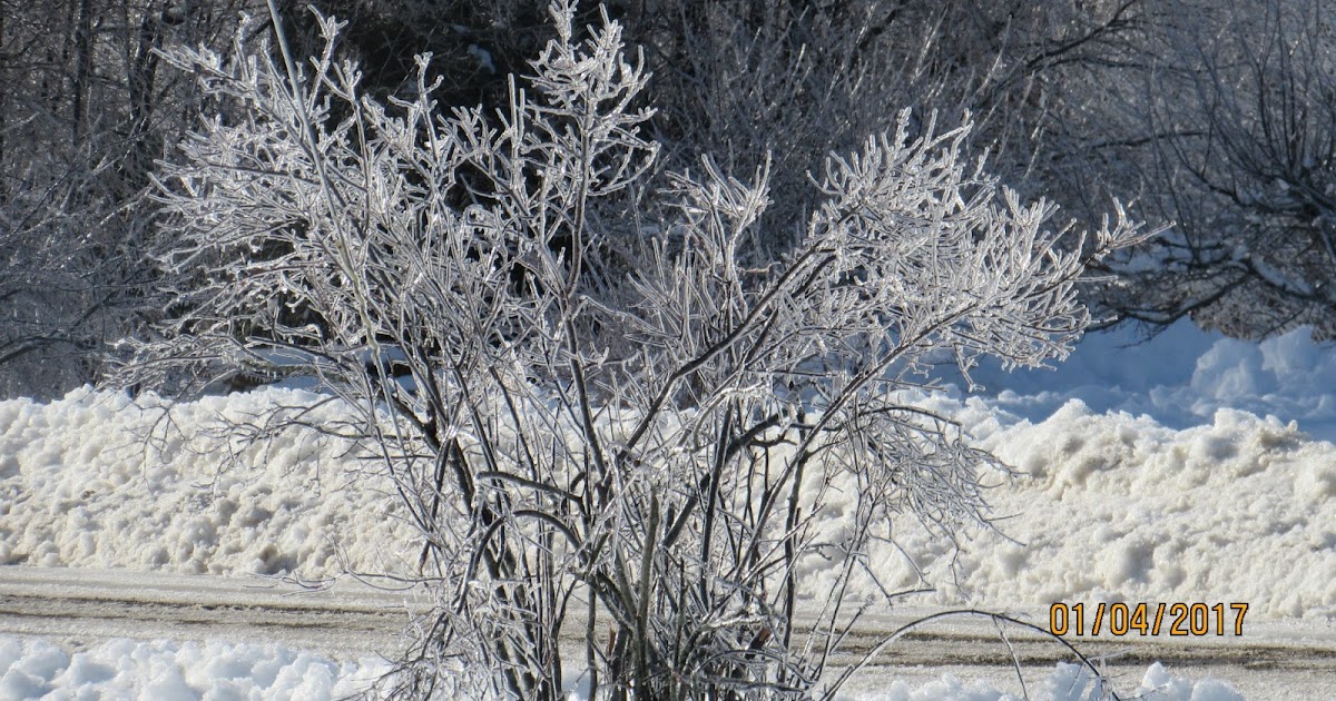 SweetLand Farm : ice be gone