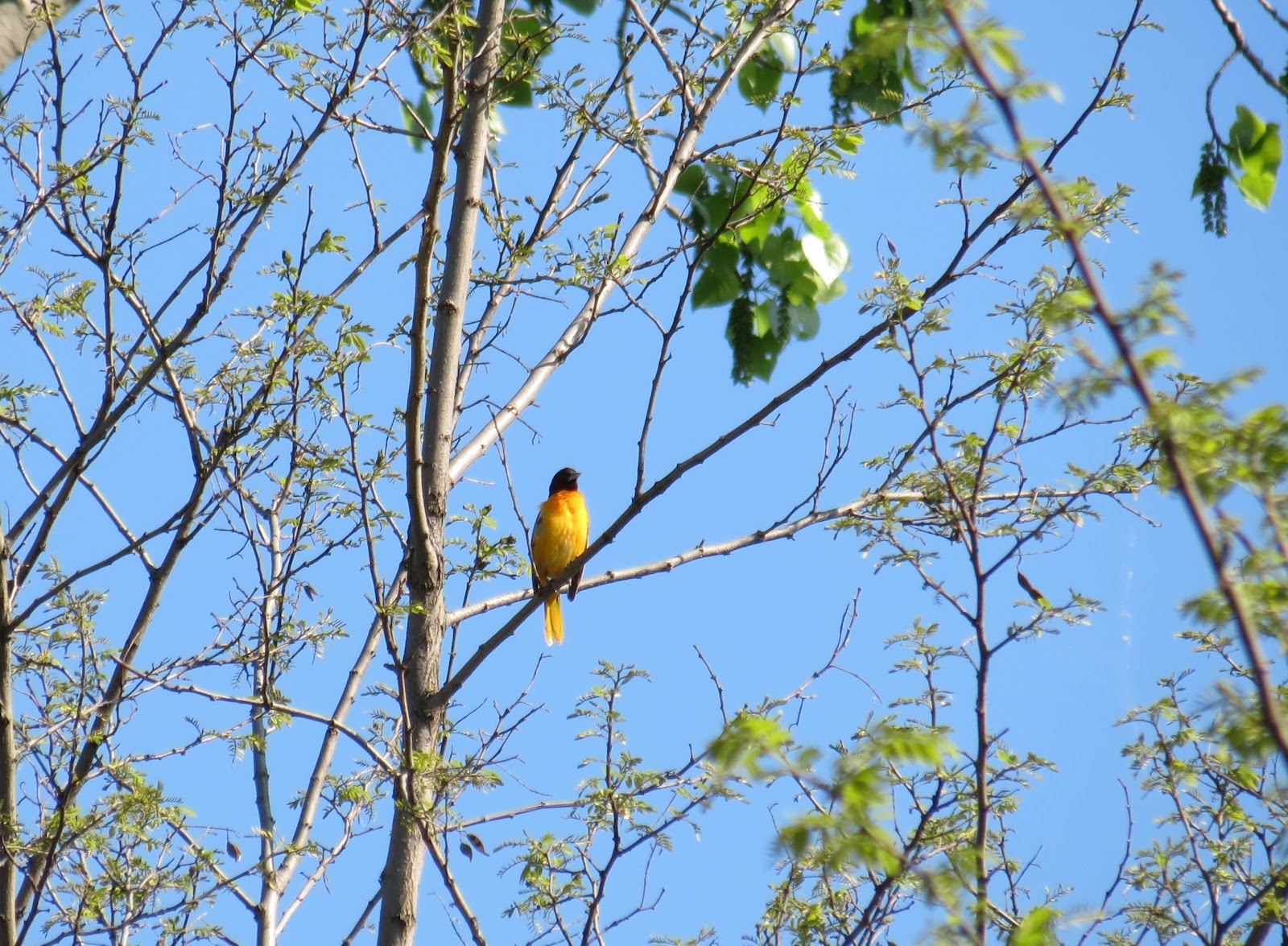 Burly Bird: May I have another bird...